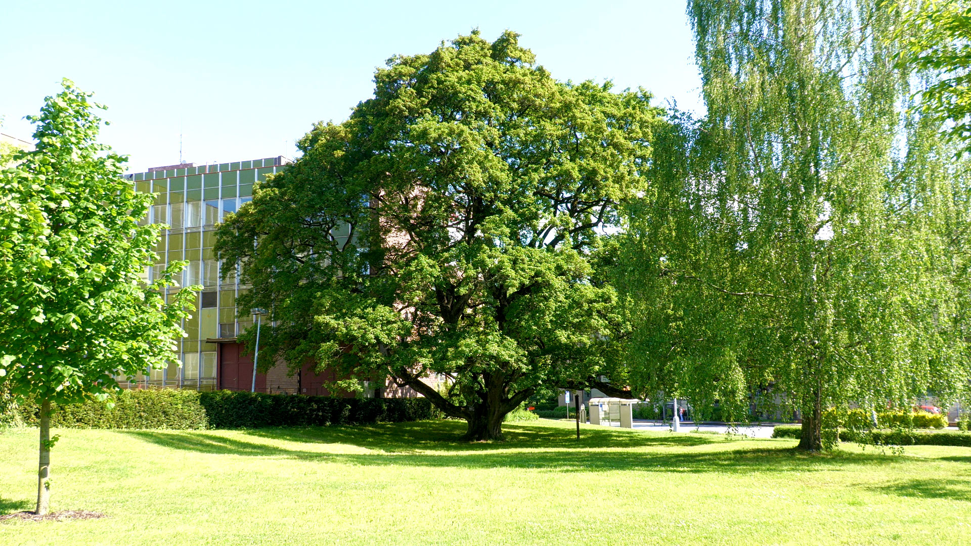 JAVOR BABYKA NA PODMĚSTÍ OBSADIL V ANKETĚ STROM ROKU DRUHOU PŘÍČKU | OIK TV